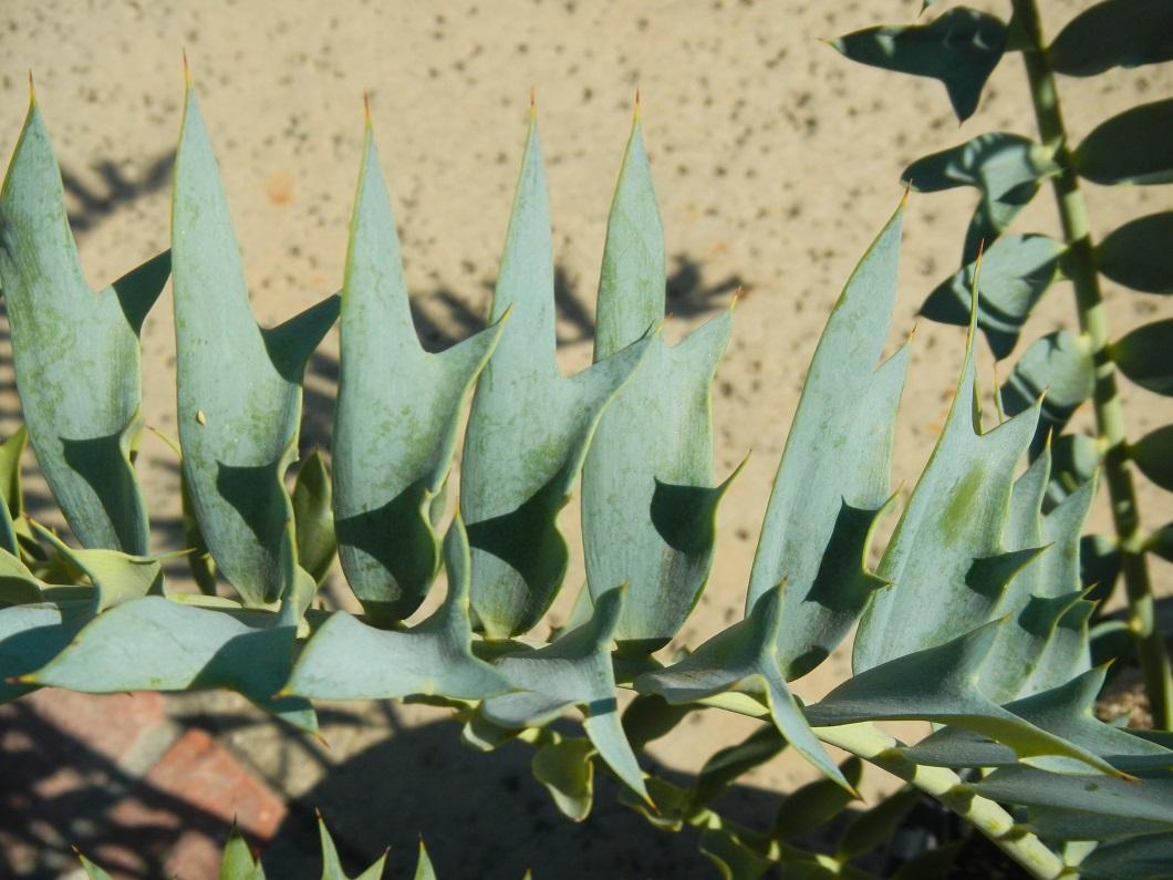 Encephalartos "true blue" arenarius - TROPICAL LOOKING PLANTS - Other ...