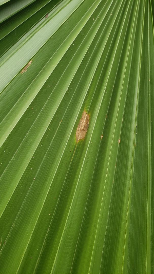 Insect Damage? - COLD HARDY PALMS - PalmTalk