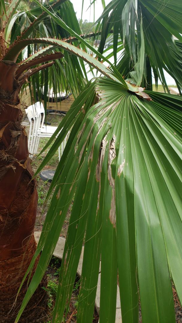 Insect Damage? - COLD HARDY PALMS - PalmTalk