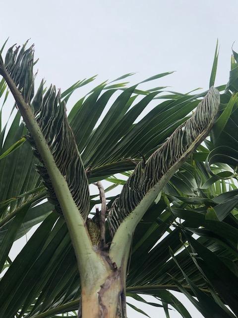 Boron deficiency? - DISCUSSING PALM TREES WORLDWIDE - PalmTalk