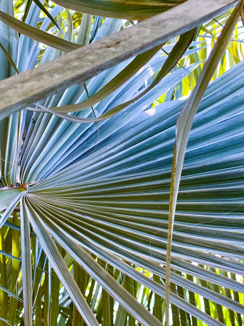 Brahea super silver - DISCUSSING PALM TREES WORLDWIDE - PalmTalk