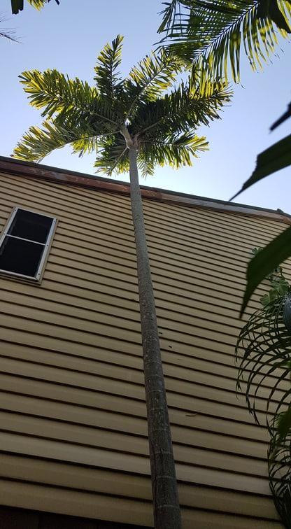 Double headed Palm ? - DISCUSSING PALM TREES WORLDWIDE - PalmTalk