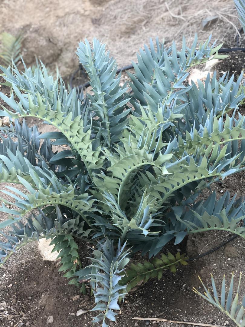 Encephalartos "true blue" arenarius - TROPICAL LOOKING PLANTS - Other ...