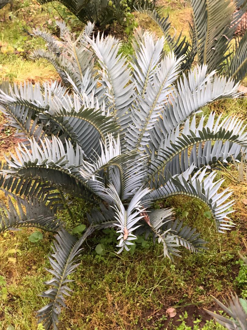 Moving- Cycads for Sale - For Sale - PalmTalk
