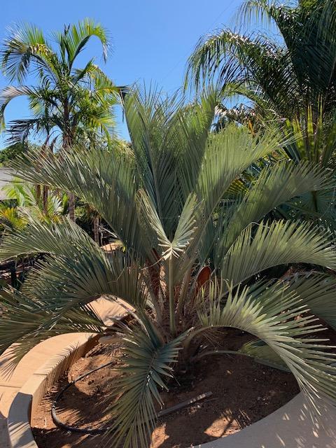 Butia strictor (compact form) - For Sale - PalmTalk