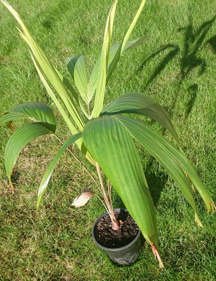 Carpentaria acuminata indoors - PALMS IN POTS - PalmTalk