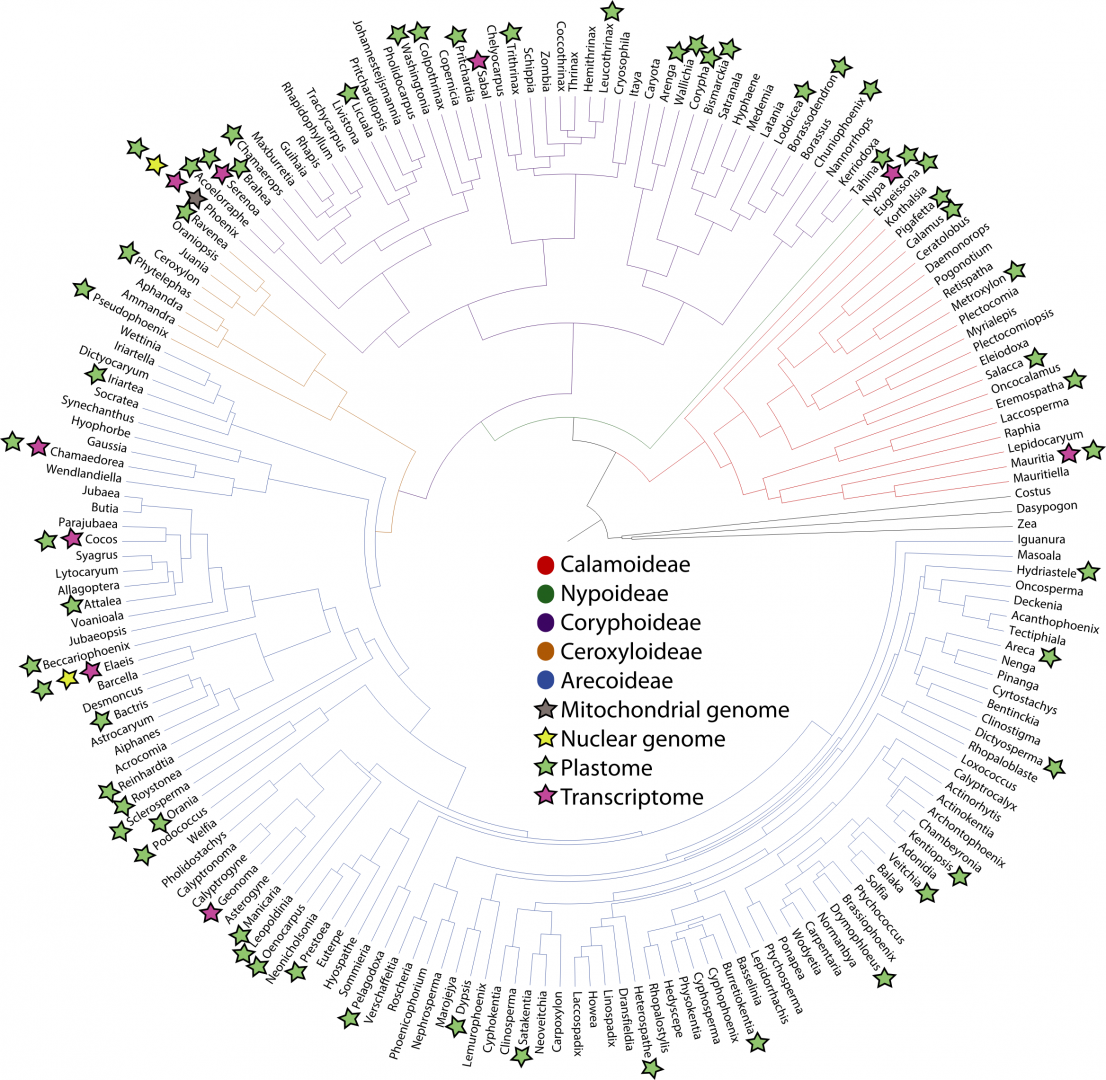 Palm Phylogenomics (DNA & RNA based classification) - DISCUSSING PALM ...
