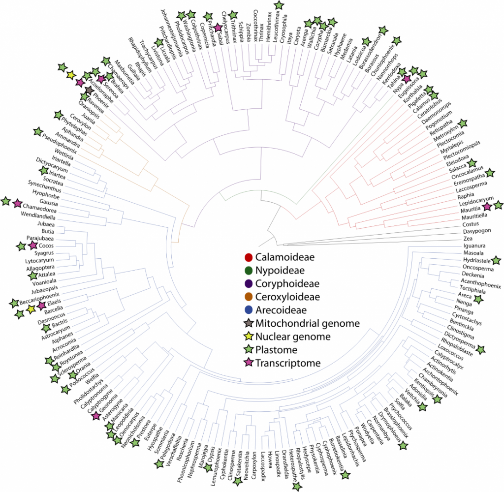 Palm Phylogenomics (DNA & RNA based classification) - DISCUSSING PALM ...
