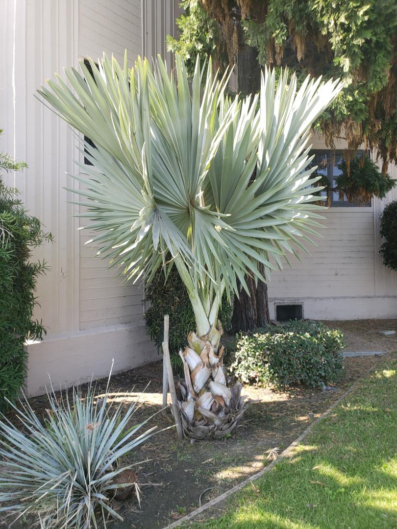 Newest palm planting at Bell High School - DISCUSSING PALM TREES ...