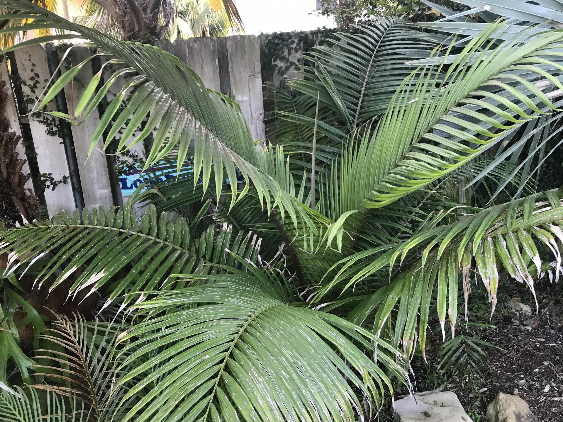 Ravenea sp. “giant” - DISCUSSING PALM TREES WORLDWIDE - PalmTalk