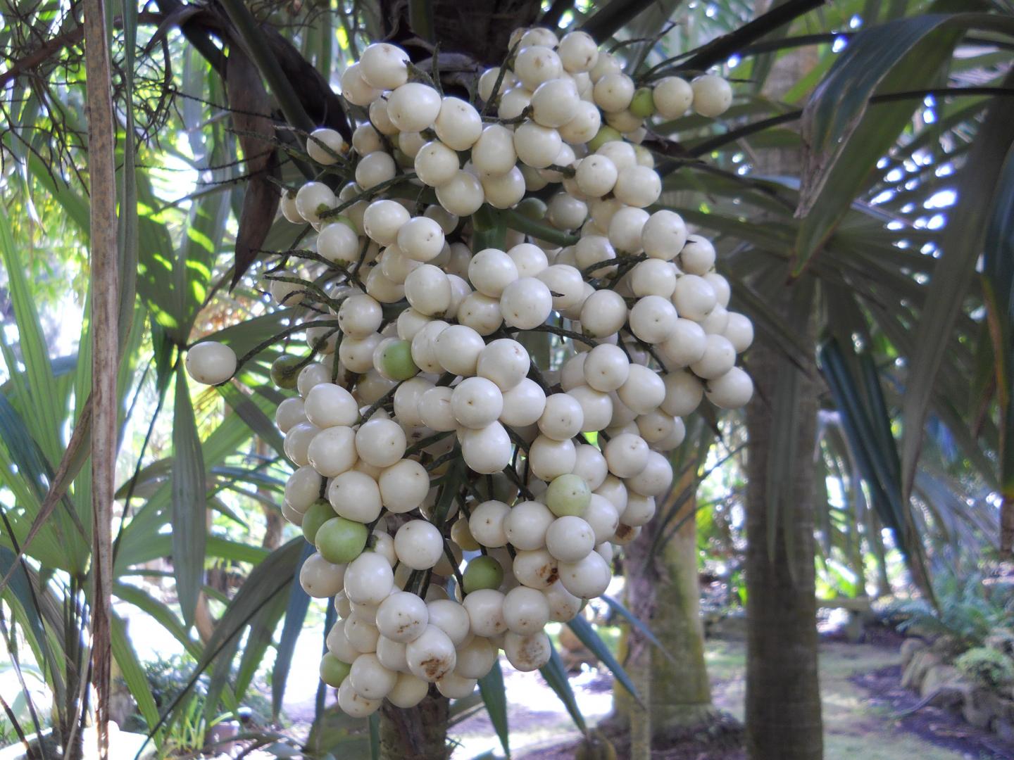 Cryosophila warscewiczii Seed (Root Spine Palm) - For Sale - PalmTalk