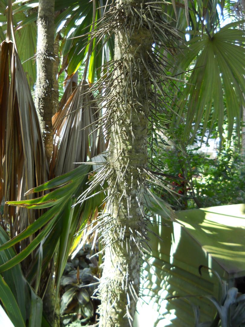 Cryosophila warscewiczii Seed (Root Spine Palm) - For Sale - PalmTalk