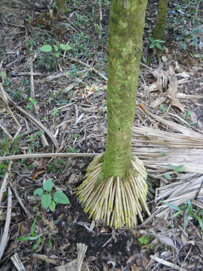 Cryosophila warscewiczii Seed (Root Spine Palm) - For Sale - PalmTalk