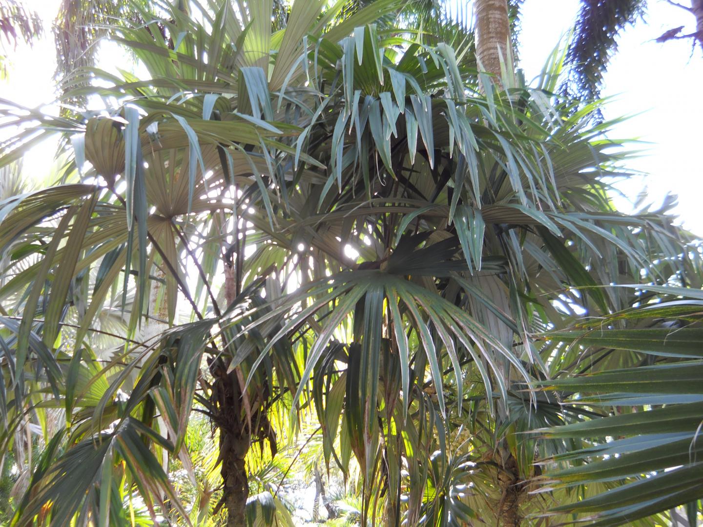 Cryosophila warscewiczii Seed (Root Spine Palm) - For Sale - PalmTalk