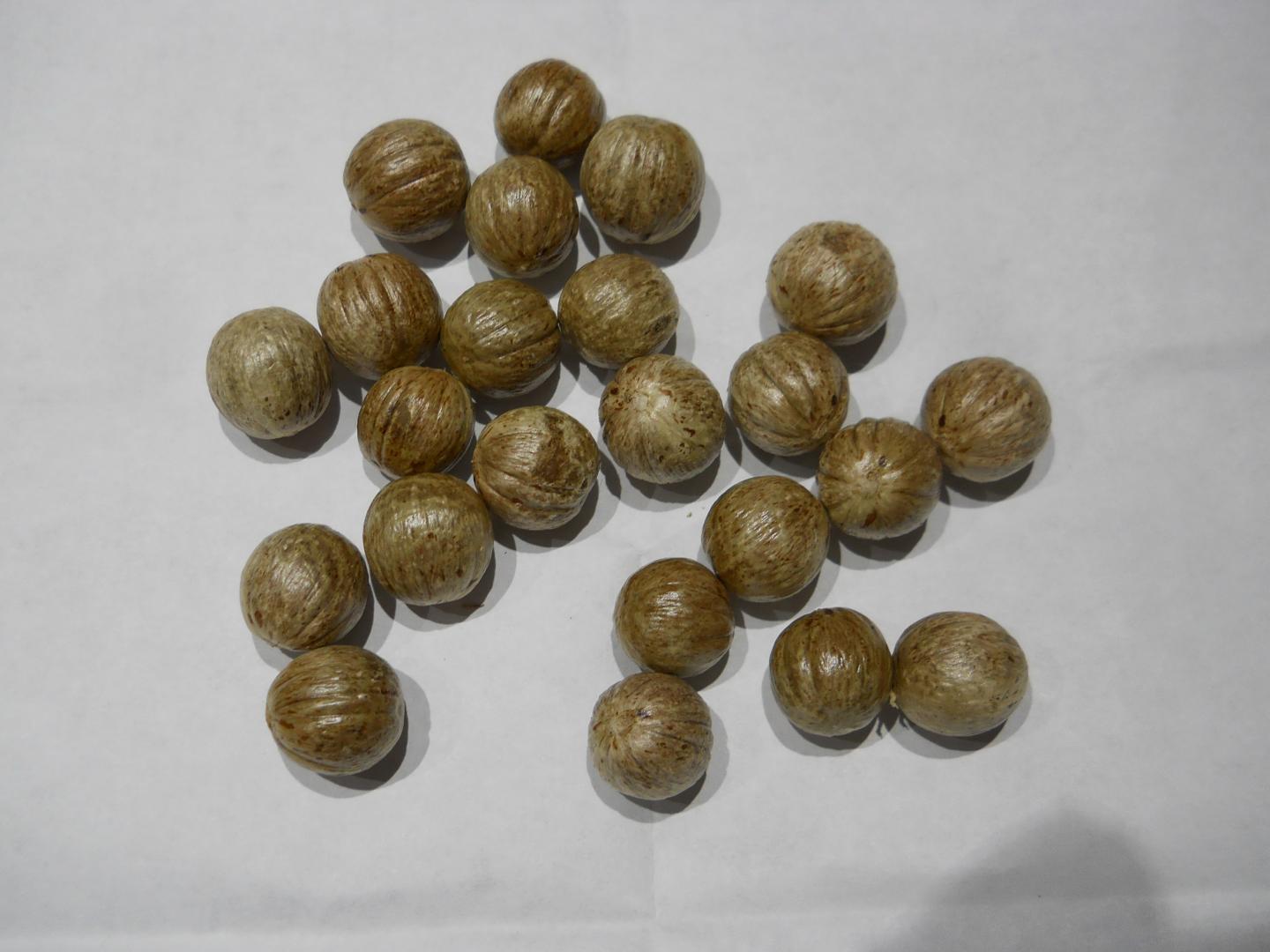 Cryosophila warscewiczii Seed (Root Spine Palm) - For Sale - PalmTalk