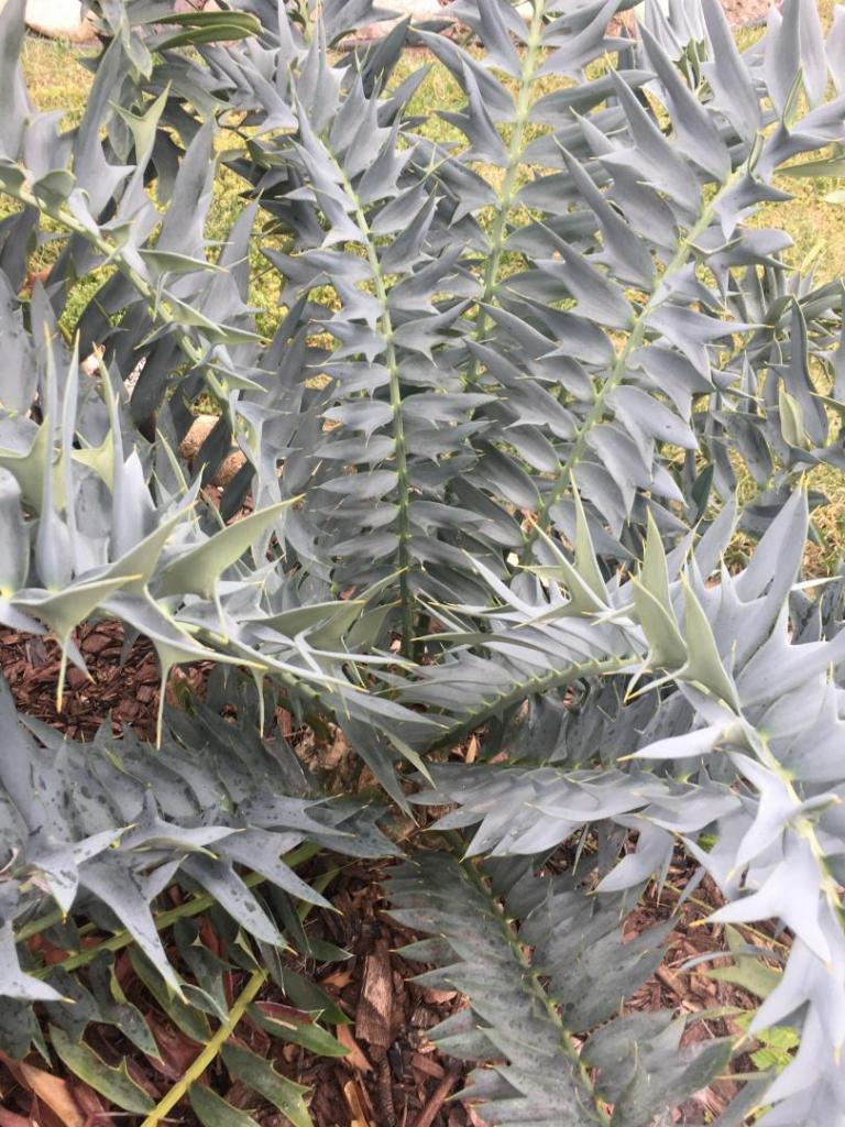 Encephalartos "true blue" arenarius - TROPICAL LOOKING PLANTS - Other ...