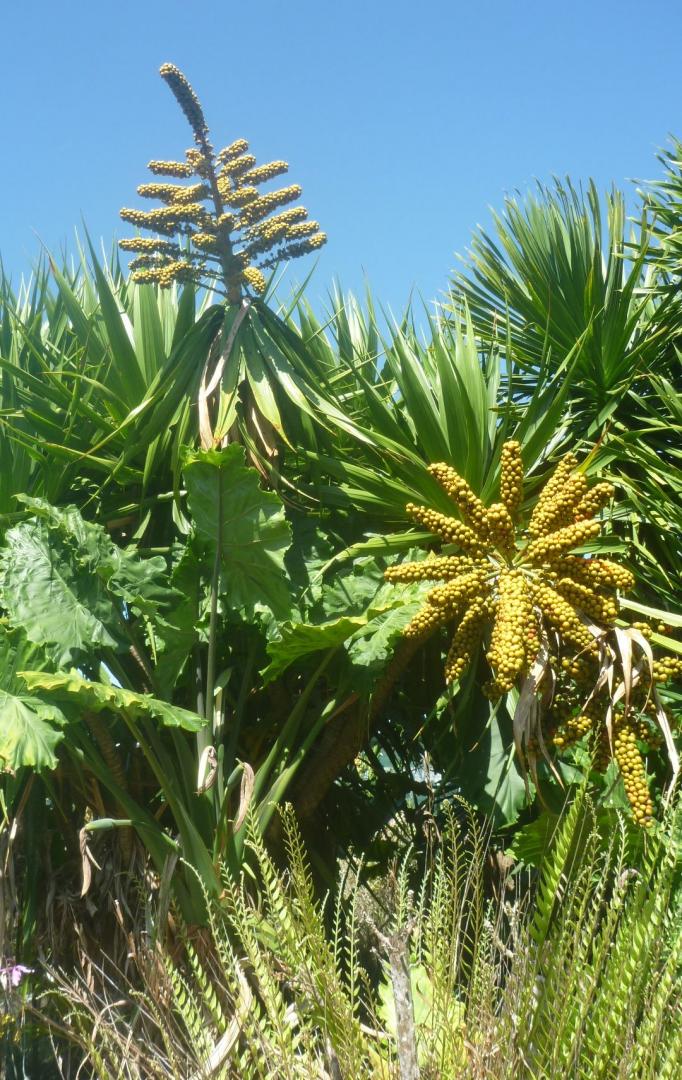Dracaena concinna fruiting - TROPICAL LOOKING PLANTS - Other Than Palms ...