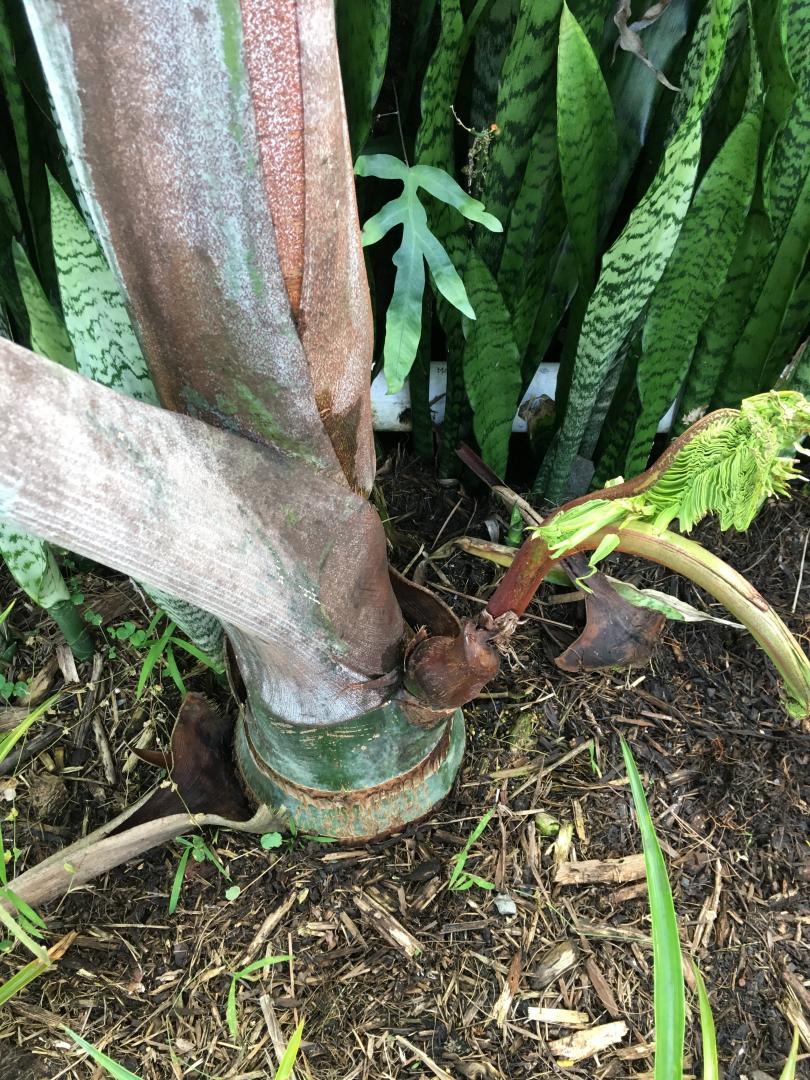 Dypsis sp. Mayotte from Floribunda - 2 different plants to compare ...