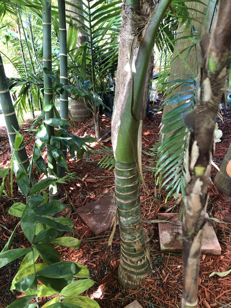 You grow [Palm] in the ground Where? - DISCUSSING PALM TREES WORLDWIDE ...