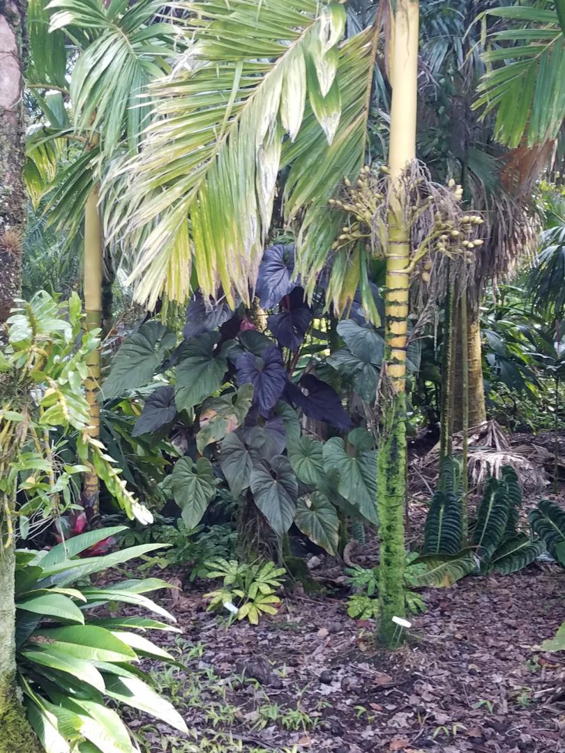 Areca catechu - DISCUSSING PALM TREES WORLDWIDE - PalmTalk
