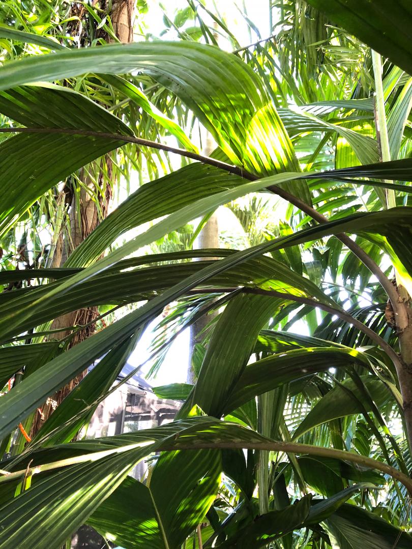 You grow [Palm] in the ground Where? - DISCUSSING PALM TREES WORLDWIDE ...