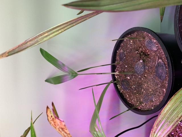 Foxtail sprouts - super slow ? - DISCUSSING PALM TREES WORLDWIDE - PalmTalk
