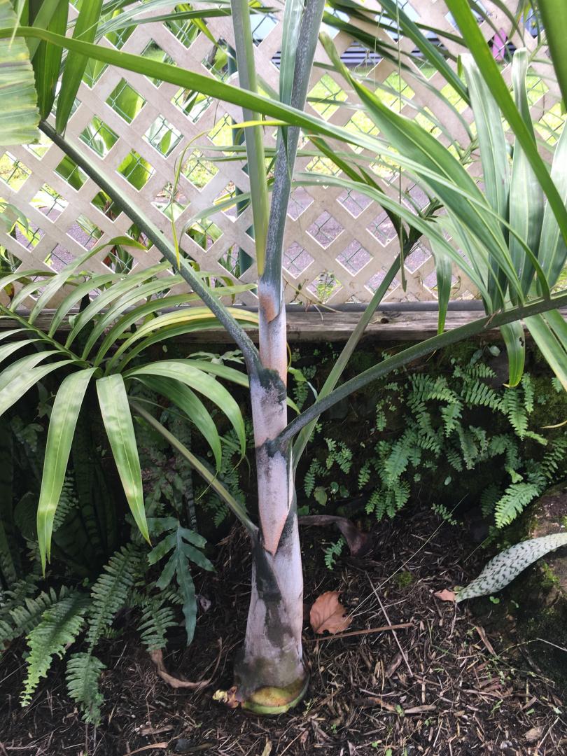 Dypsis sp. Mayotte from Floribunda - 2 different plants to compare ...