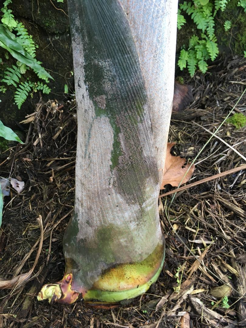 Dypsis sp. Mayotte from Floribunda - 2 different plants to compare ...