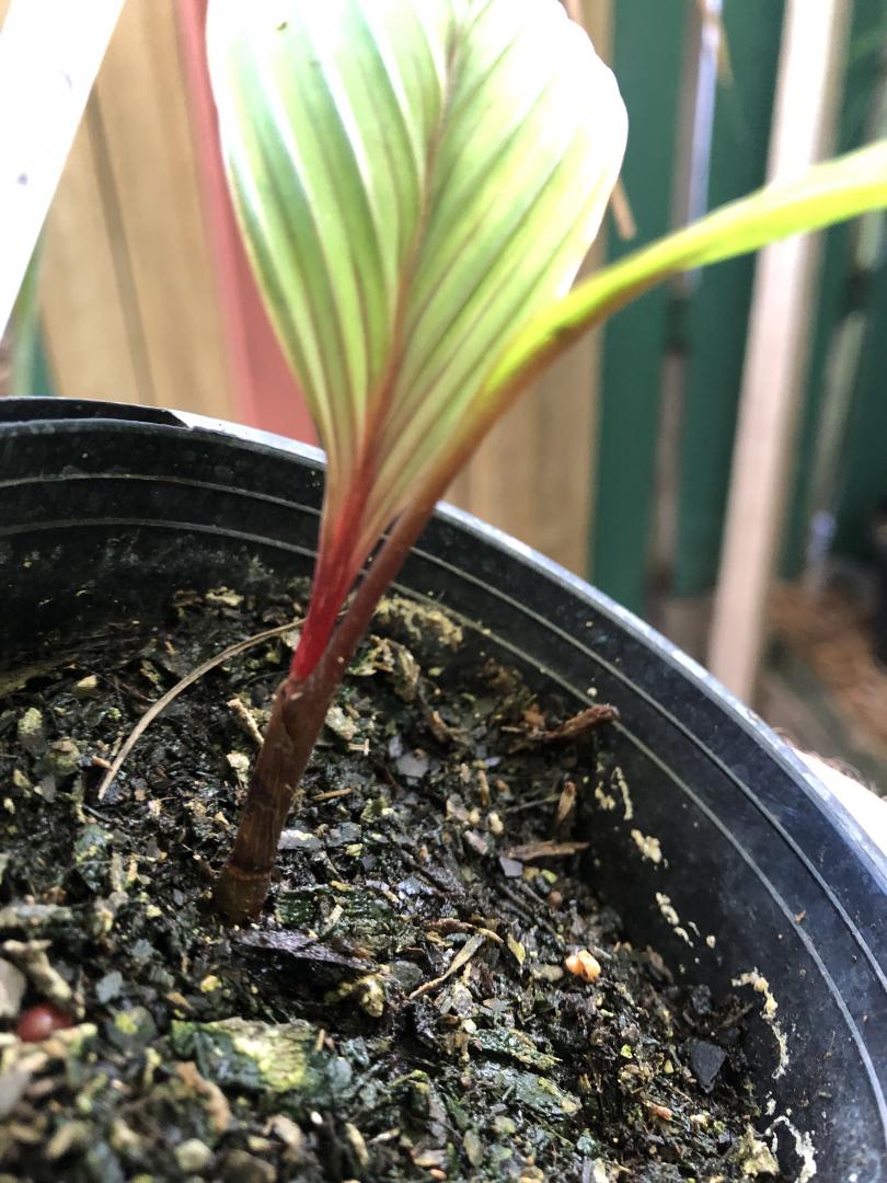 Red form ceasia - DISCUSSING PALM TREES WORLDWIDE - PalmTalk