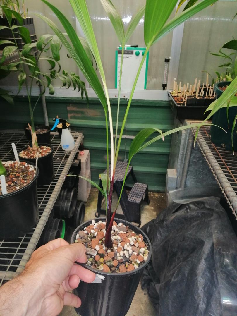 Dypsis baronii( black petiole) germination finally - DISCUSSING PALM ...
