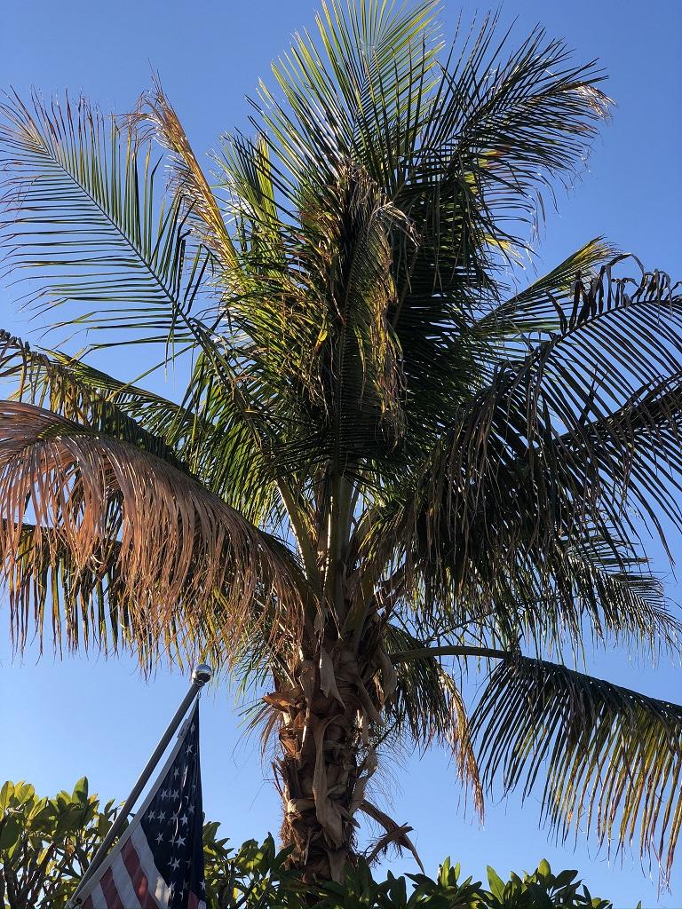 Coconut Climate/Greatest from Equator - WEATHER / CLIMATE - PalmTalk