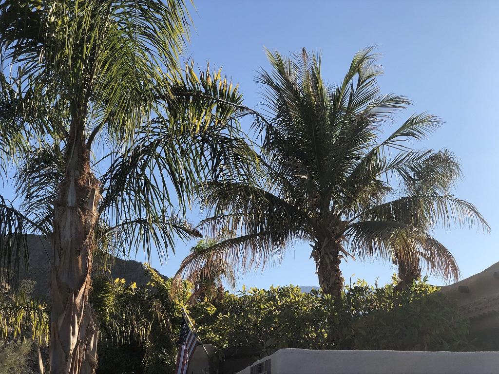 Coconut Climate/Greatest from Equator - WEATHER / CLIMATE - PalmTalk