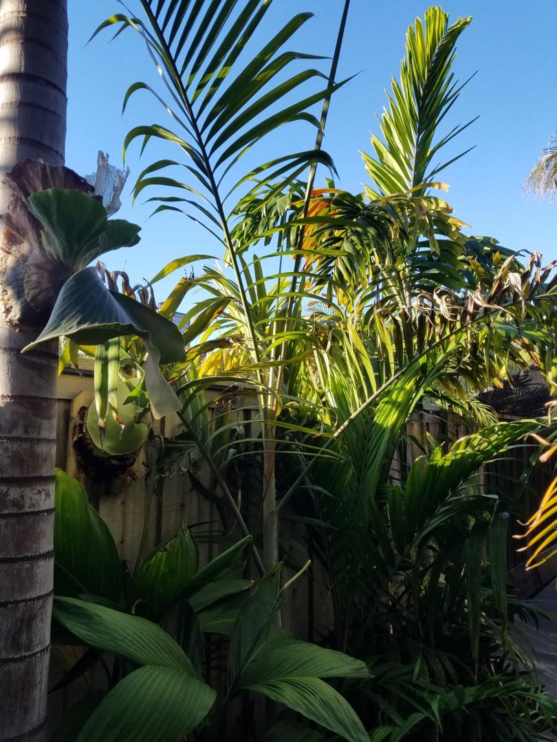 Dypsis sp. Mayotte from Floribunda - 2 different plants to compare ...