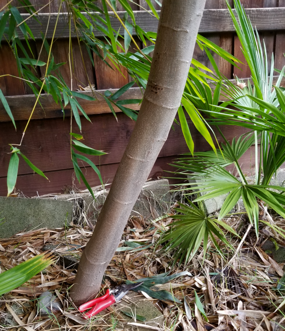 Houston Tree ID - Peltophorum? - TROPICAL LOOKING PLANTS - Other Than ...
