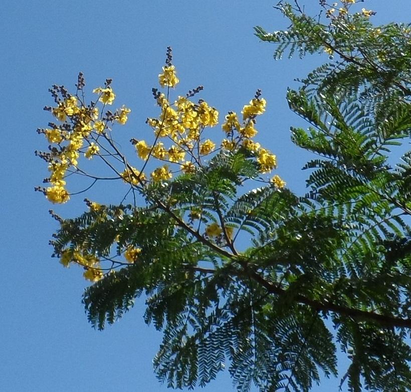 Houston Tree ID - Peltophorum? - TROPICAL LOOKING PLANTS - Other Than ...
