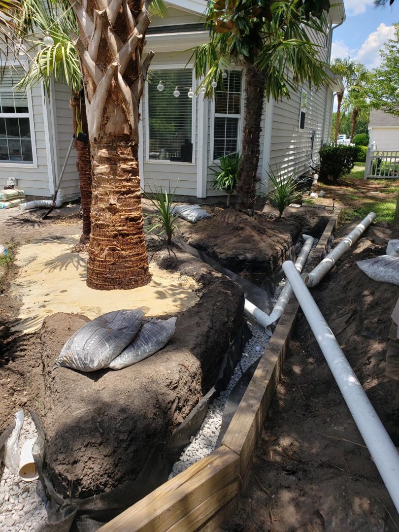 Mule Palm Relocation - COLD HARDY PALMS - PalmTalk