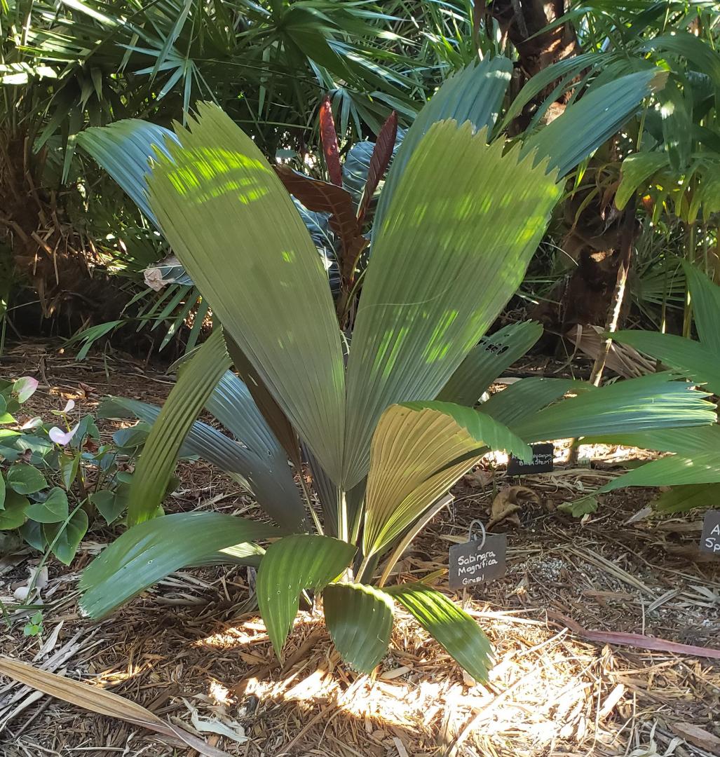 Sabinaria Magnifica -- how are your doing - Page 2 - DISCUSSING PALM ...