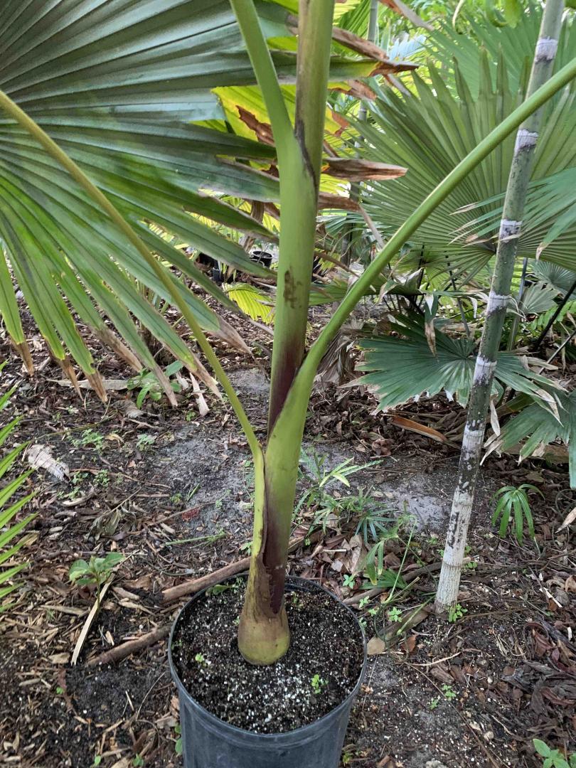Pinanga speciosa twin trunked - DISCUSSING PALM TREES WORLDWIDE - PalmTalk