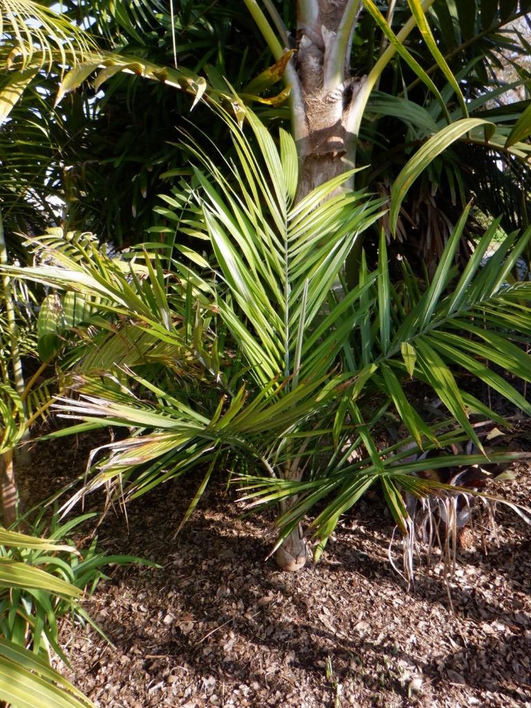 EDIT - DISCUSSING PALM TREES WORLDWIDE - PalmTalk