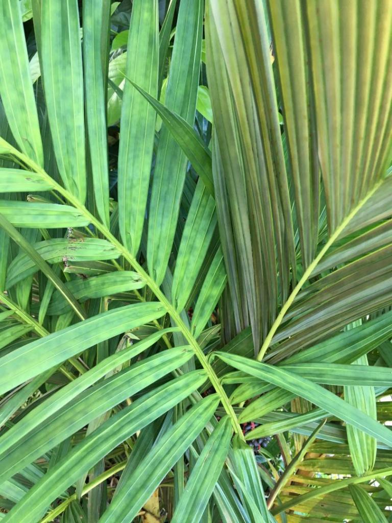 Pinanga Adangensis seed - For Sale - PalmTalk