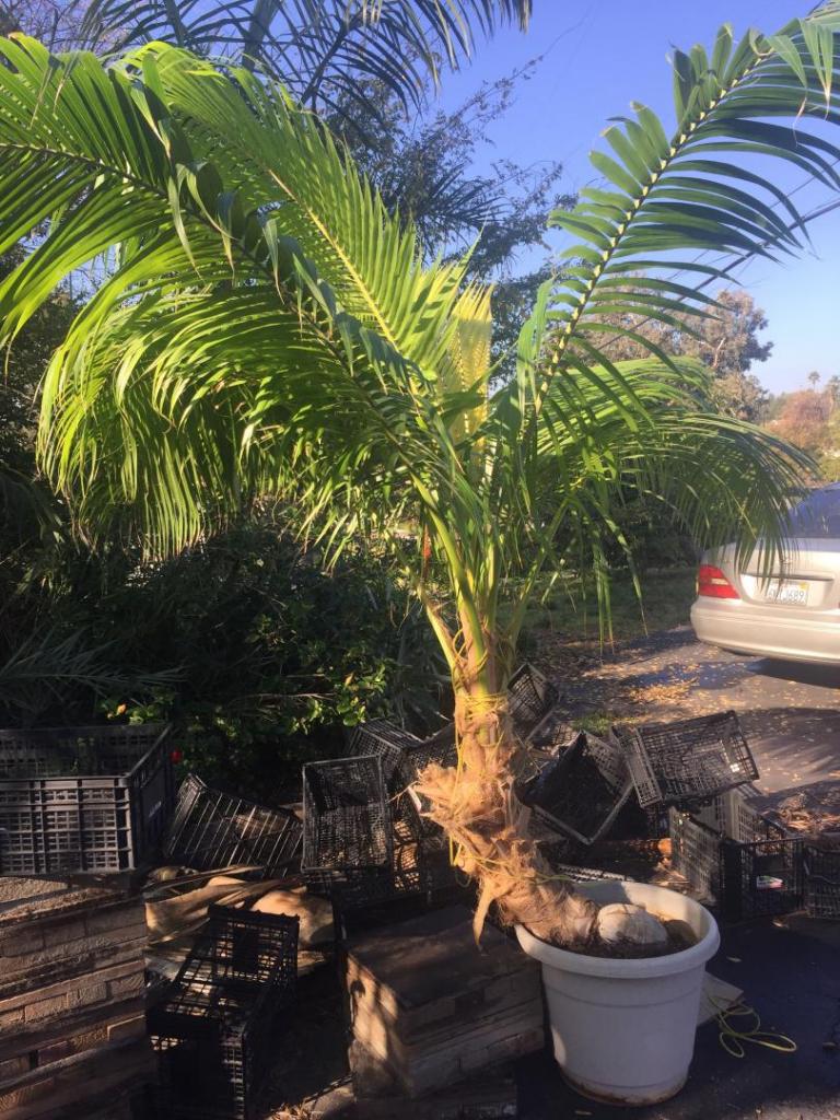 Spectacular indoor coconut in OC California - DISCUSSING PALM TREES ...