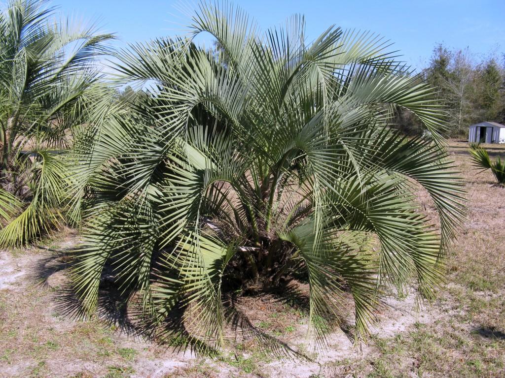 Need Butia yatay - Palms/Plants/Seeds Wanted - PalmTalk