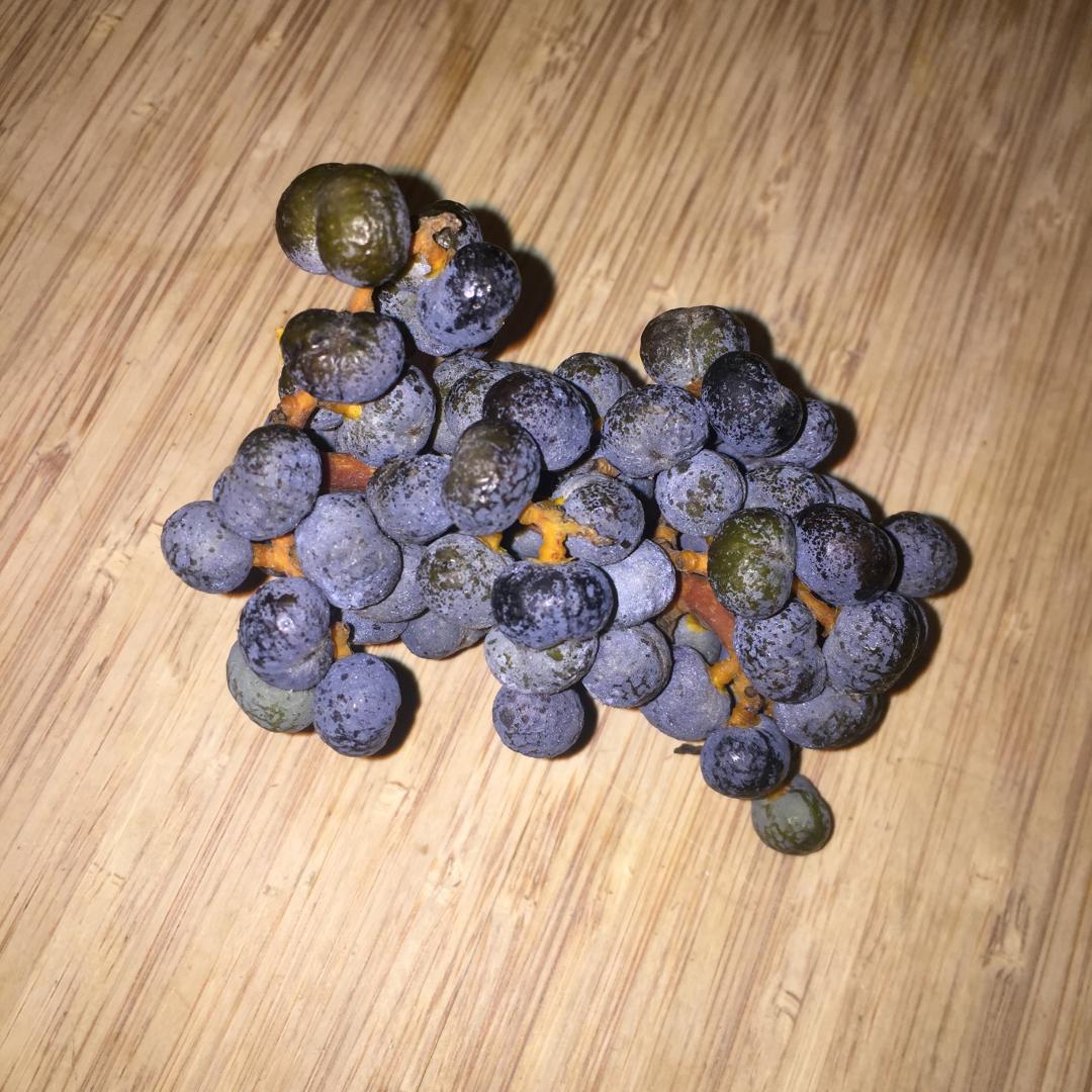 Trachycarpus wagnerianus x T.nanus Hybrid seeds - For Sale - PalmTalk