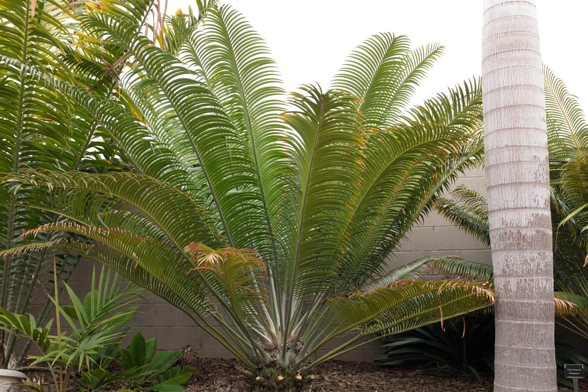 Ravenea julietiae Growth Spurt - DISCUSSING PALM TREES WORLDWIDE - PalmTalk