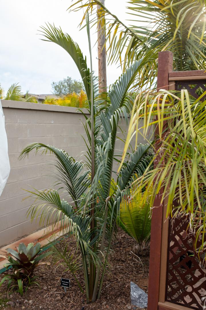 Ravenea julietiae Growth Spurt - DISCUSSING PALM TREES WORLDWIDE - PalmTalk