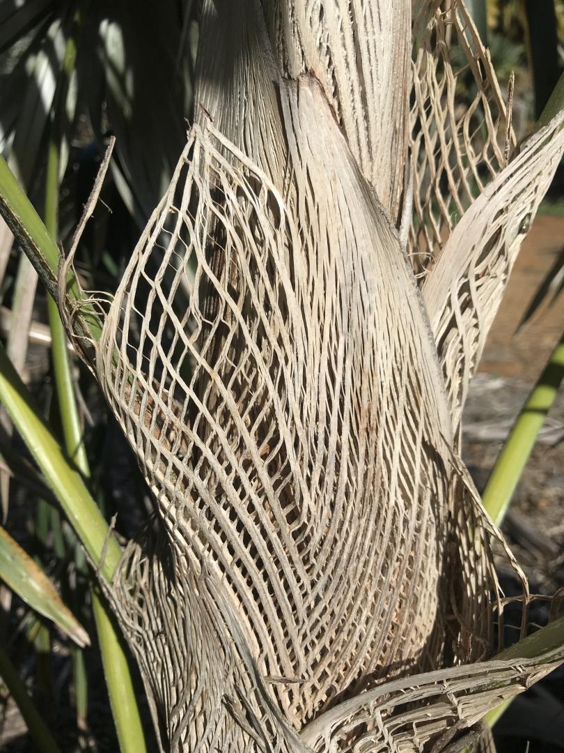 Coccothrinax macroglossa 'Azul' update - DISCUSSING PALM TREES ...