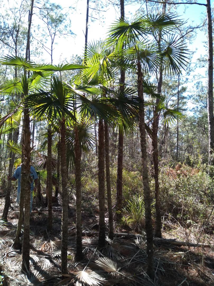 Coccothrinax scoparia revisited,February 2020 - TRAVEL LOGS - PalmTalk