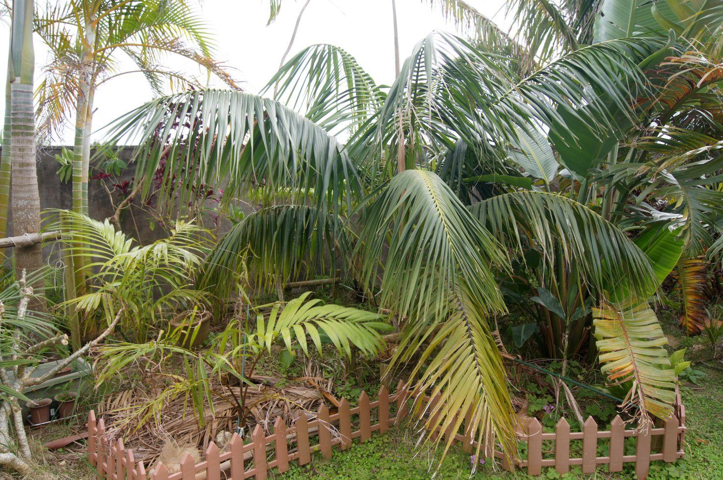 What's Your Best Looking Palm Coming Out of Winter? - DISCUSSING PALM ...