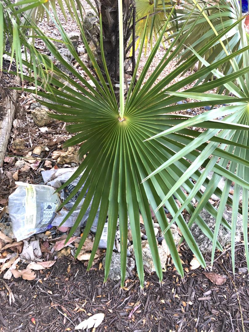 Coccothrinax proctorii Seeds - One Lot Only - For Sale - PalmTalk