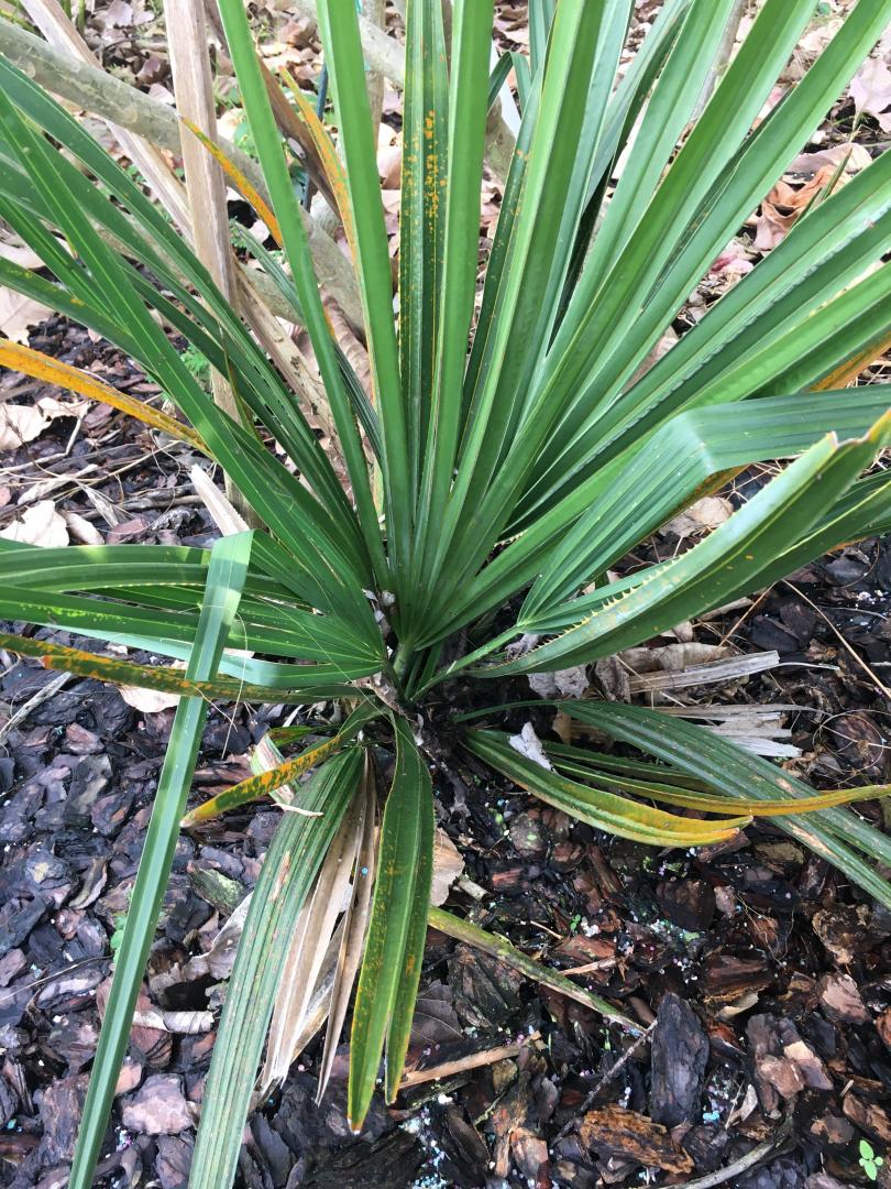 Copernicia rigida vs. macroglossa - DISCUSSING PALM TREES WORLDWIDE ...